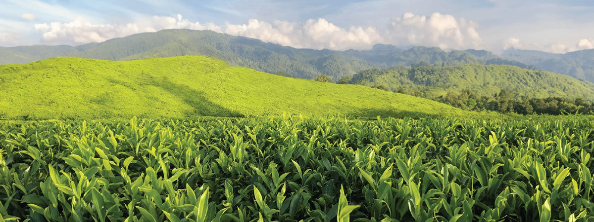 Green Teas | Tea Total NZ | Shop Teas